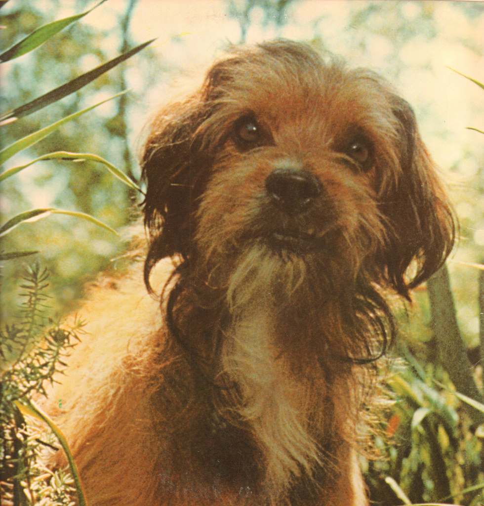 Higgins (Benji) – PowerPop… An Eclectic Collection of Pop Culture