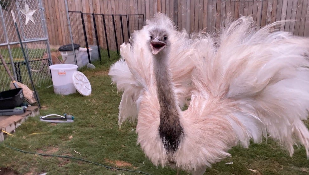 Urban Rescue Ranch…Part 2 – PowerPop… An Eclectic Collection of Pop Culture